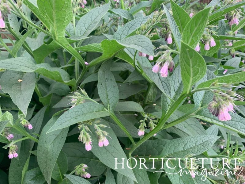 Horticulturists Love To Grow Comfrey - It's A Garden 'Cult Classic ...