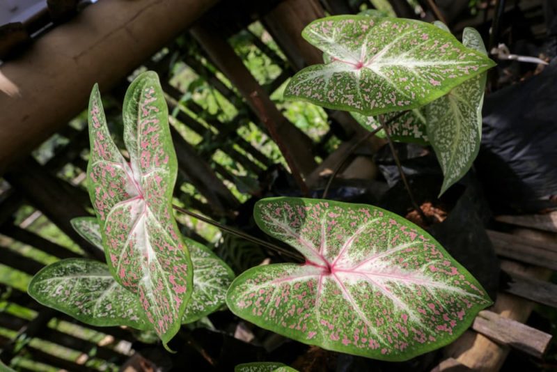 Here's How To Plant And Care For Caladium Including Where To Keep It In ...