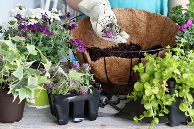 How To Make A Homemade Hanging Basket | Horticulture.co.uk