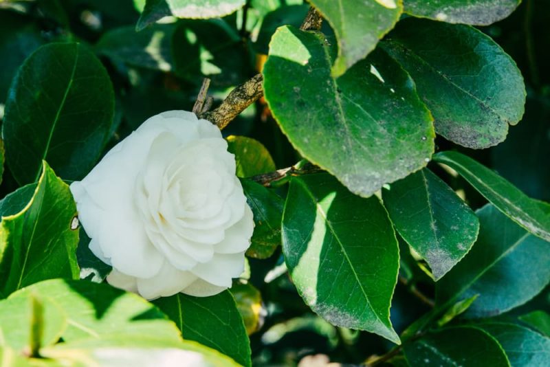 This Camellia Nursery Advocates These Methods For Common Growing ...