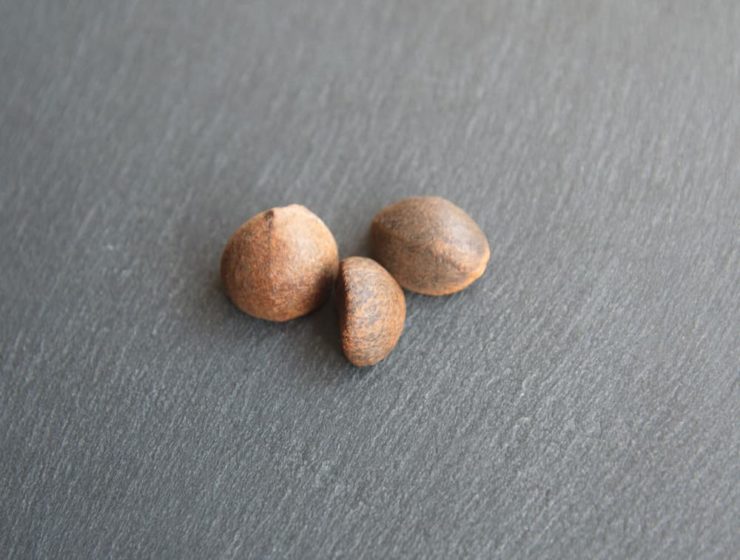 Sowing Camellia Seeds Requires Lots Of Patience - Here's 6 Steps If You ...