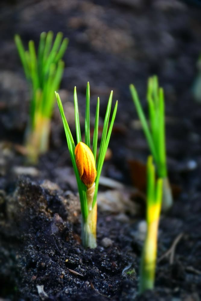 Sowing Snowdrop Seeds In 5 Steps | Horticulture.co.uk