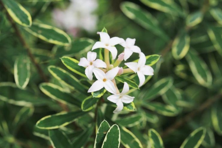 Gardener's Advice For Growing Daphne: 'Plant It Somewhere You'll Walk ...