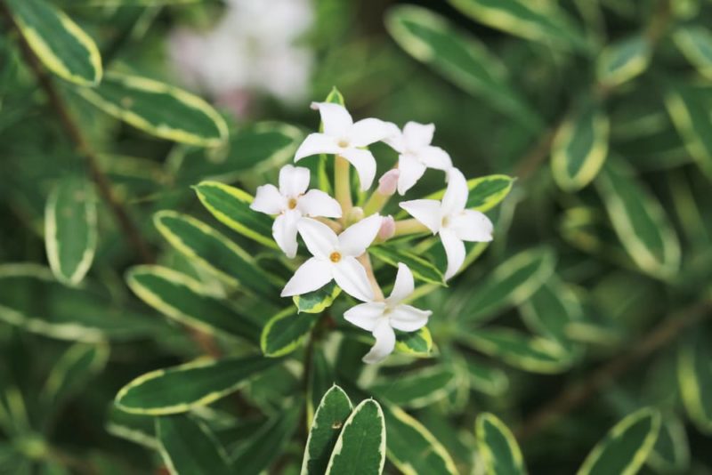 Gardener's Advice For Growing Daphne: 'Plant It Somewhere You'll Walk ...