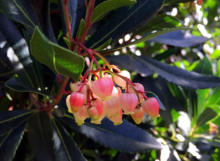 Expert Gardeners Teach How To Grow Arbutus Unedo AKA ‘Strawberry Tree ...
