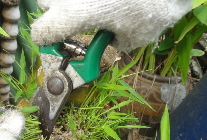 The Bamboo Pruning Routine Followed By A Grower With 15 Years ...