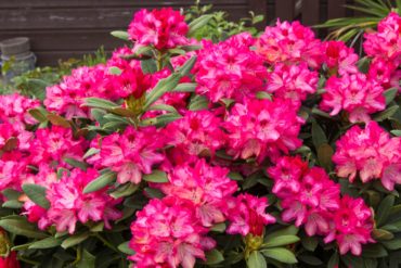 Important Rhododendron Growing Guidelines With Expert Katrina Clow ...