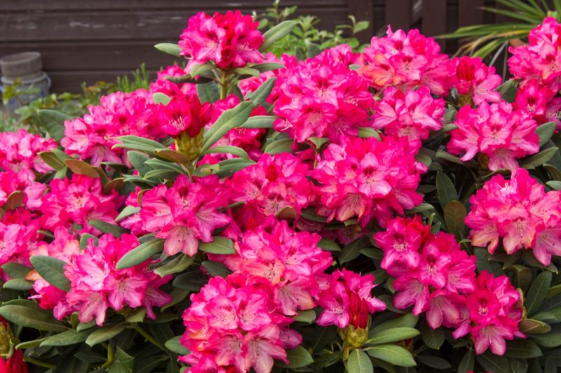 Important Rhododendron Growing Guidelines With Expert Katrina Clow ...