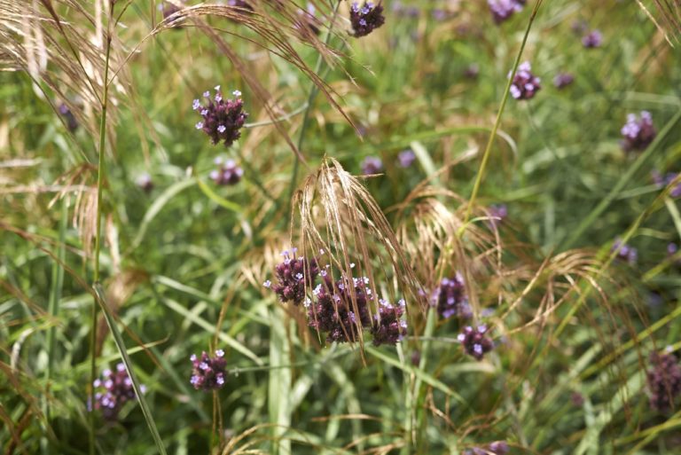 Deadheading Is The Secret Weapon For Prolonging The Verbena Summer ...