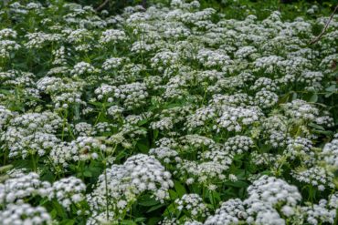 Ground Elder: This Problem Plant Can Actually Be Useful If You Control ...