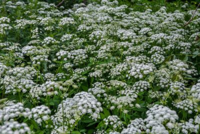 Ground Elder: This Problem Plant Can Actually Be Useful If You Control ...