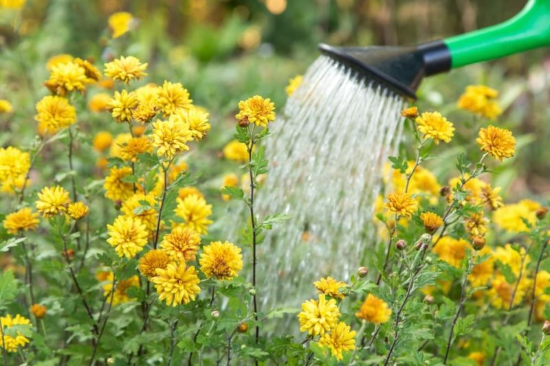5 Reasons Your Chrysanthemum Isn't Blooming | Horticulture