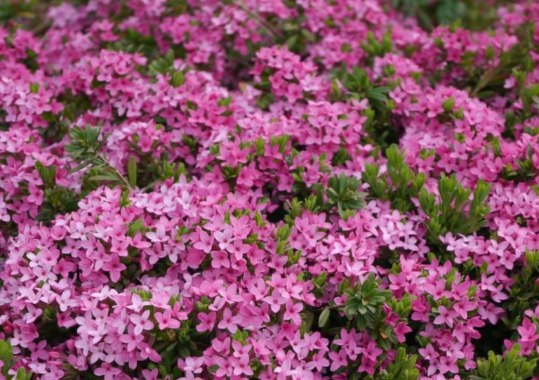 Gardener's Advice For Growing Daphne: 'Plant It Somewhere You'll Walk ...