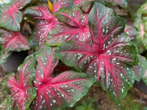 Here's How To Plant And Care For Caladium Including Where To Keep It In ...