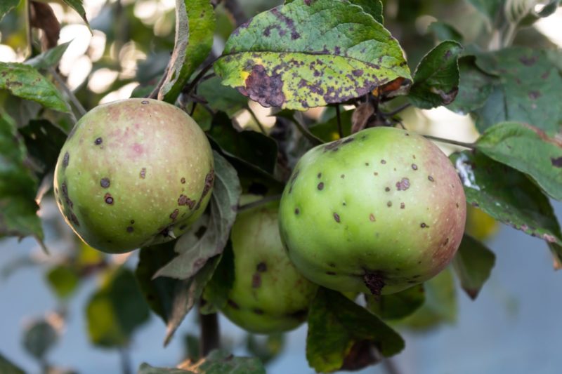 6 Reasons Your Apple Tree Has Brown Leaves | Horticulture.co.uk