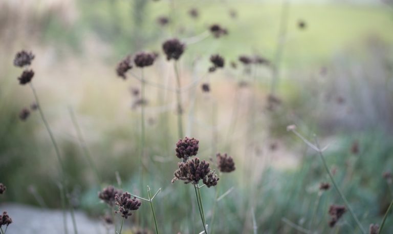 Deadheading Is The Secret Weapon For Prolonging The Verbena Summer ...