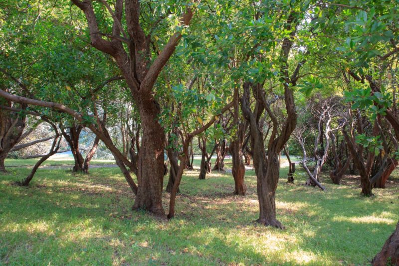Expert Gardeners Teach How To Grow Arbutus Unedo AKA ‘Strawberry Tree ...