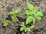 Ground Elder: This Problem Plant Can Actually Be Useful If You Control ...