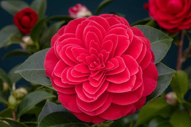 19 Remarkable Red Camellia Varieties | Horticulture.co.uk