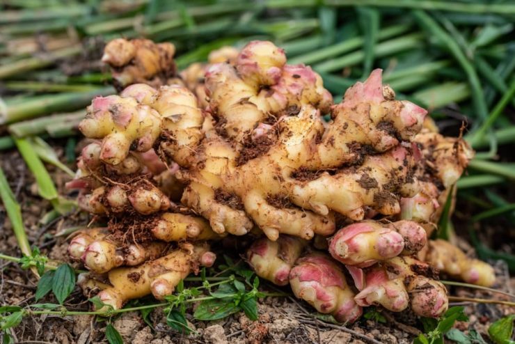 You Can Take Cuttings From Existing Ginger Plants To Grow More - Just ...