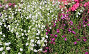 A Light Annual Prune Can Bring Out The Best Of Your Heather - Irene ...