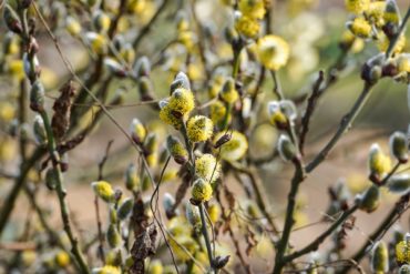 How To Grow Potted Willow (And Why Many Salix Are Not Suited To ...
