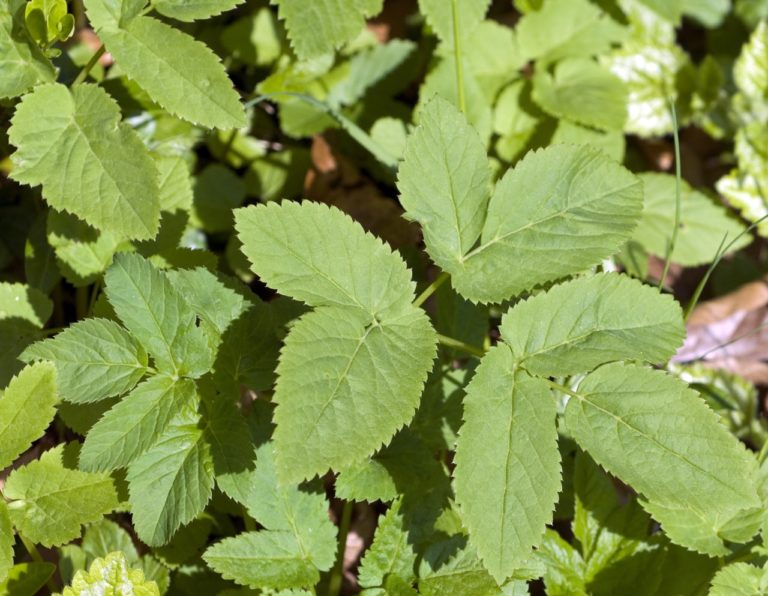 Ground Elder: This Problem Plant Can Actually Be Useful If You Control ...