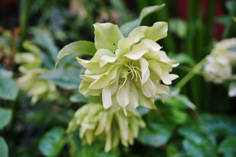 These 12 White Hellebores Are 'A Real Spring Treat' And Well Worth ...