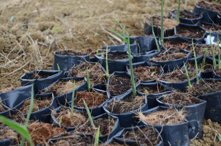 You Can Take Cuttings From Existing Ginger Plants To Grow More - Just ...