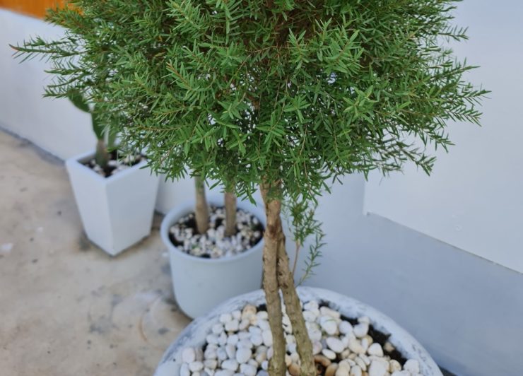 How To Grow Potted Willow (And Why Many Salix Are Not Suited To ...