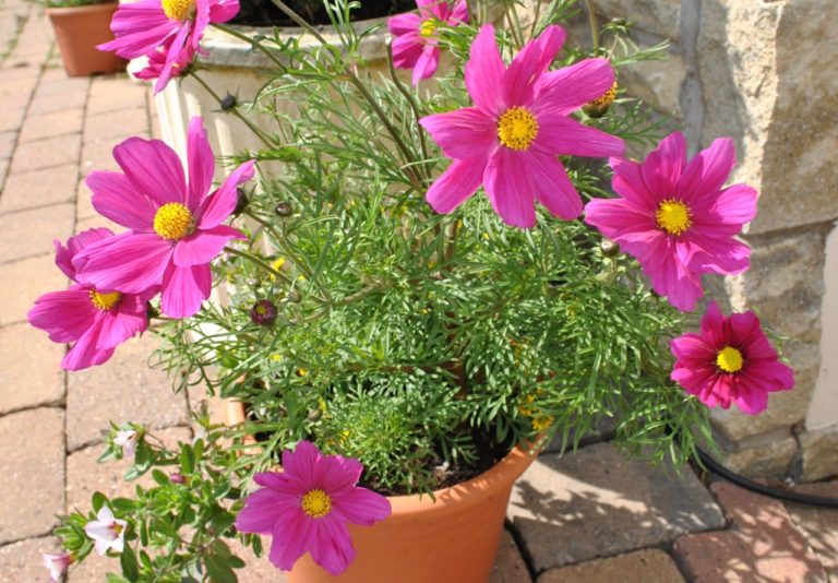 Growing Cosmos In Pots - Expert Tips | Horticulture.co.uk