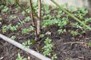 Ground Elder: This Problem Plant Can Actually Be Useful If You Control ...