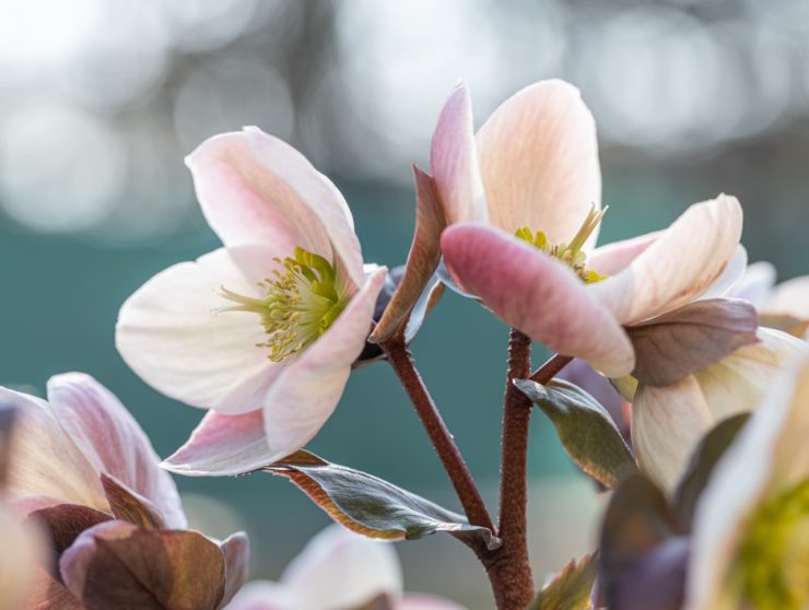 These 12 White Hellebores Are 'A Real Spring Treat' And Well Worth ...