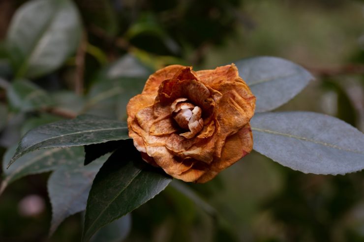 This Camellia Nursery Advocates These Methods For Common Growing ...