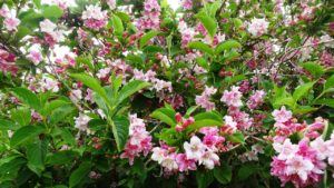 15 Wonderful Weigela Varieties | Horticulture Magazine