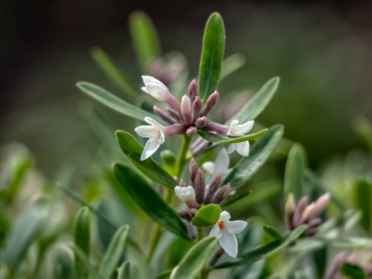 Gardener's Advice For Growing Daphne: 'Plant It Somewhere You'll Walk ...