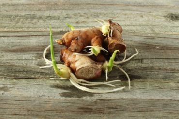 You Can Take Cuttings From Existing Ginger Plants To Grow More - Just ...