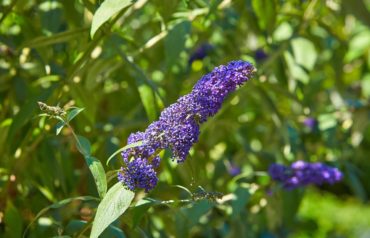 How To Grow Buddleja From Seed | Horticulture.co.uk