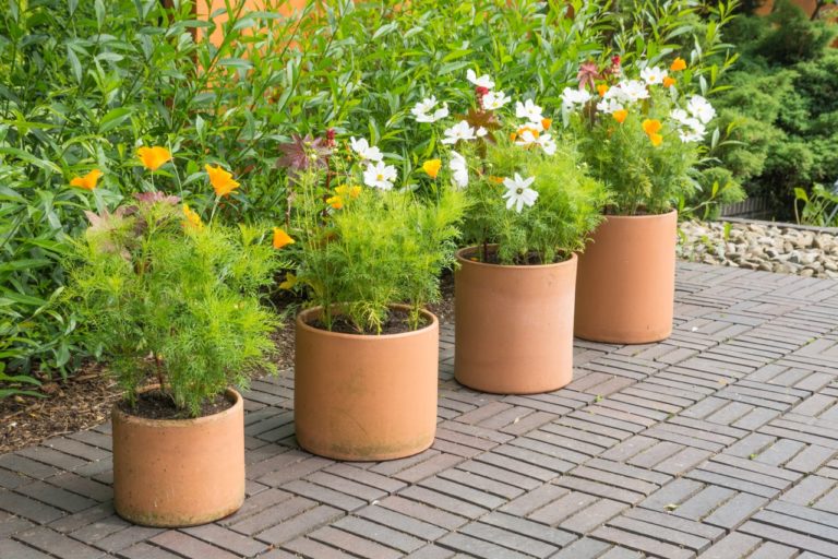 Choose Shorter Cultivars When Growing Cosmos In Pots Says Elizabeth ...