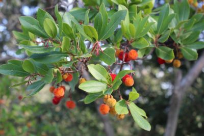 Expert Gardeners Teach How To Grow Arbutus Unedo AKA ‘Strawberry Tree ...