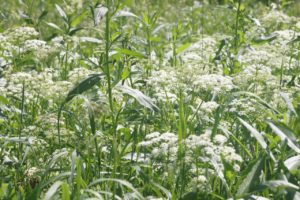 Ground Elder: This Problem Plant Can Actually Be Useful If You Control ...