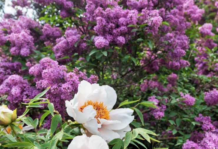 Grow These 18 Companion Plants With Peonies Says Little Budds Peony ...