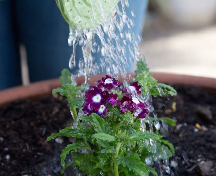 Tips For Growing Verbena In Containers | Horticulture Magazine