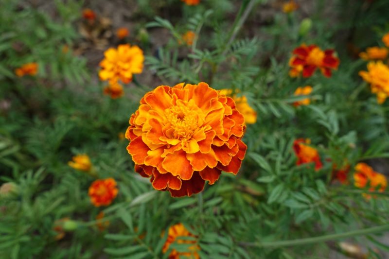 Marigolds Make Amazing Companion Plants - Here's Why You Should Grow ...