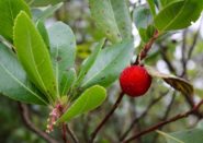 Expert Gardeners Teach How To Grow Arbutus Unedo AKA ‘Strawberry Tree ...
