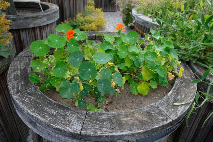 Potted Nasturtiums: 'Smaller Cultivars Make An Ideal Choice For A ...