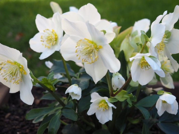 These 12 White Hellebores Are 'A Real Spring Treat' And Well Worth ...