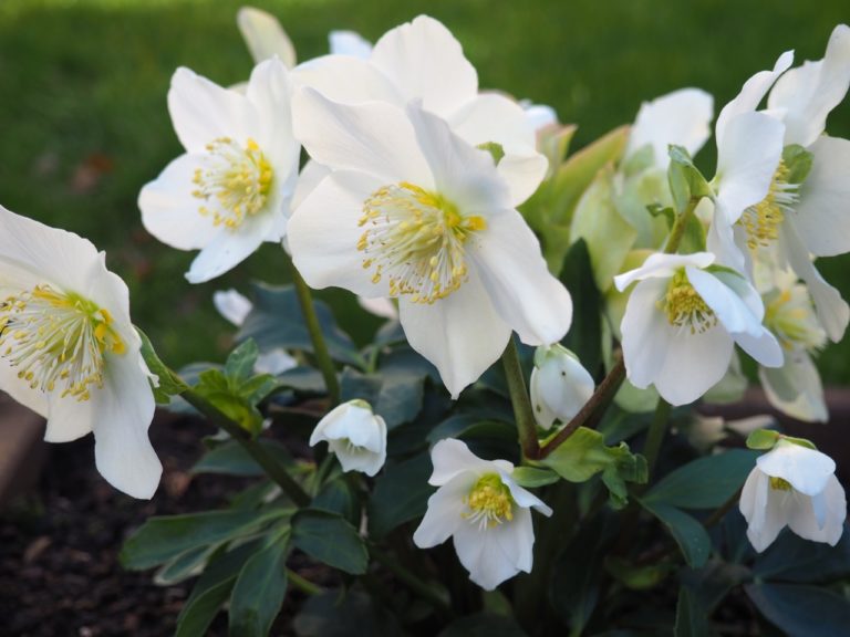 These 12 White Hellebores Are 'A Real Spring Treat' And Well Worth ...