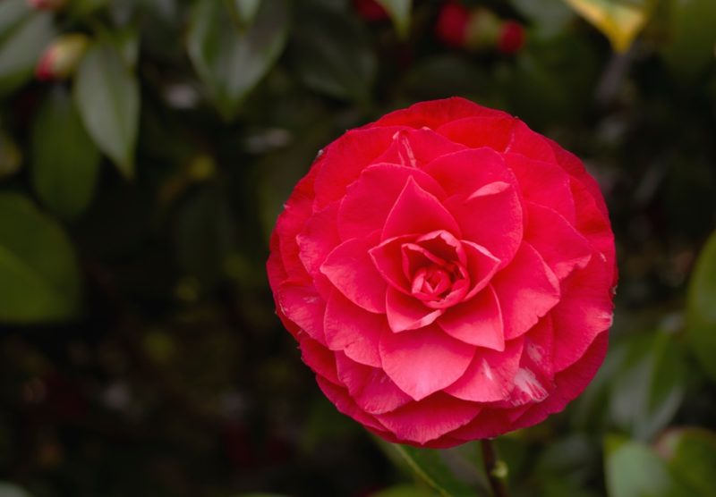 'Crimson King' And 'Ruby Wedding' - A Selection Of 19 Remarkable Red ...