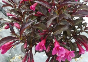 15 Wonderful Weigela Varieties | Horticulture Magazine